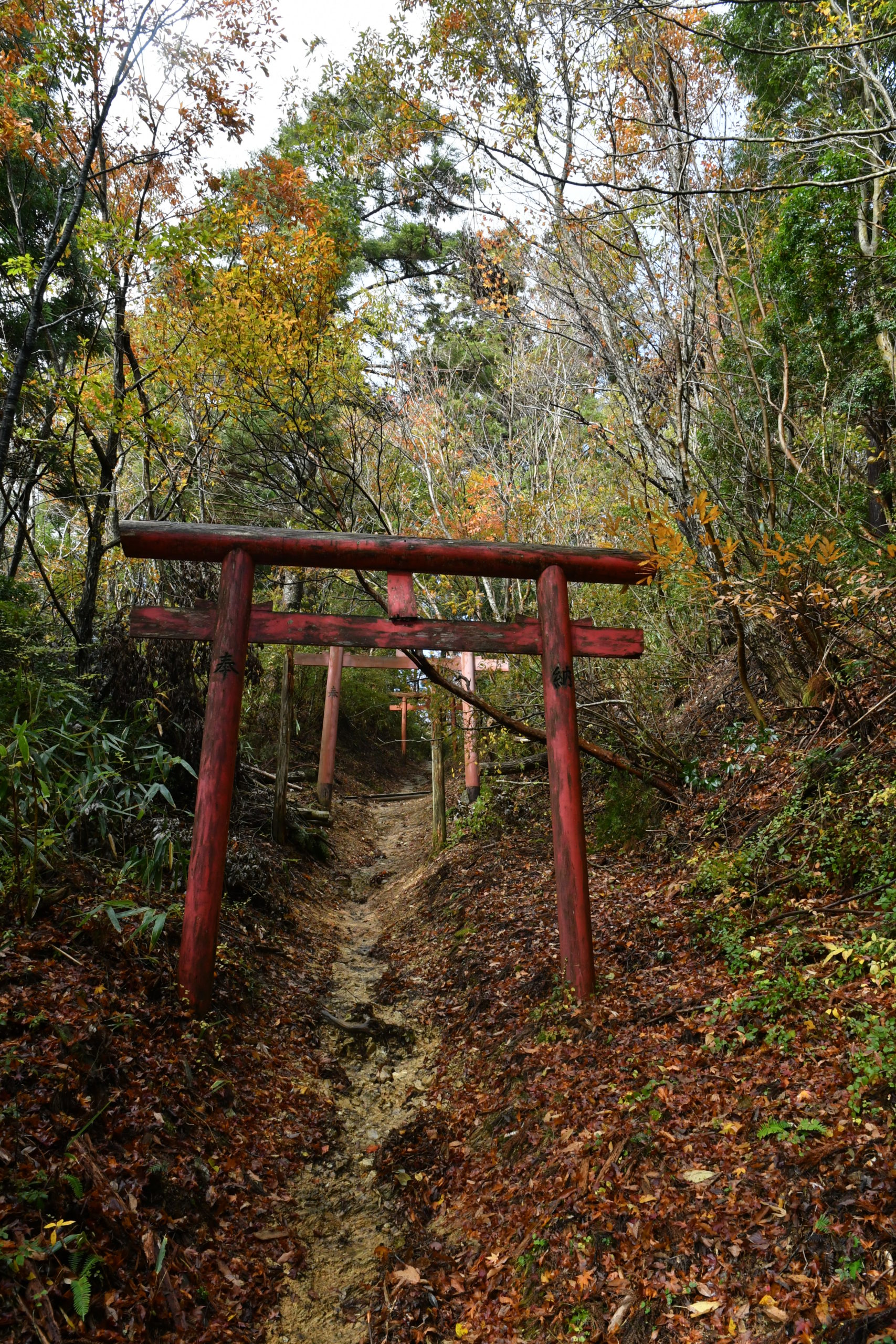 Mt. Koya: A Sacred Natural Site That Continues to Evolve | Sacred ...